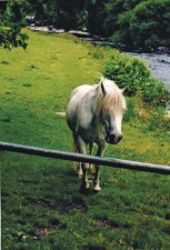 The Pooka: An Irish legend